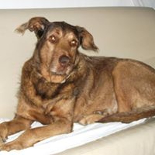 Stream Patrick Marcucci music | Listen to songs, albums, playlists for ...