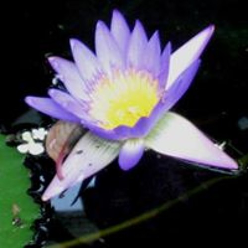 Stream Star E Knight Music Listen To Songs Albums Playlists For Free On Soundcloud