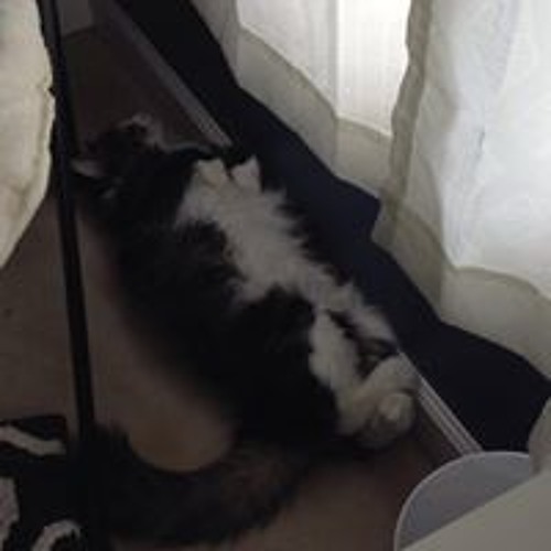 Stream Lilymessier music | Listen to songs, albums, playlists for free ...