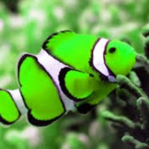 Stream Green Nemo music | Listen to songs, albums, playlists for free ...