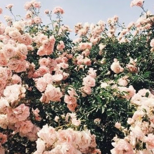 Stream Sarahdelrey Listen To Lana Del Rey Unreleased Playlist Online For Free On Soundcloud