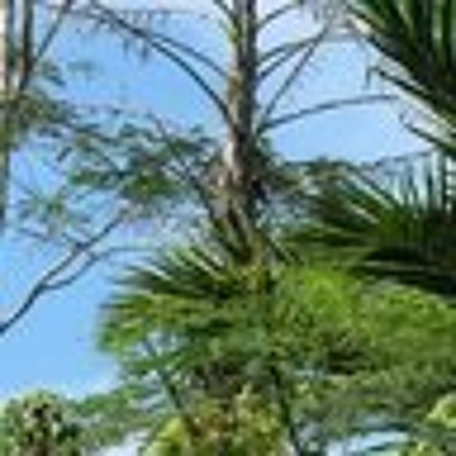 Stream Fiona Hukula Kenema music | Listen to songs, albums, playlists ...