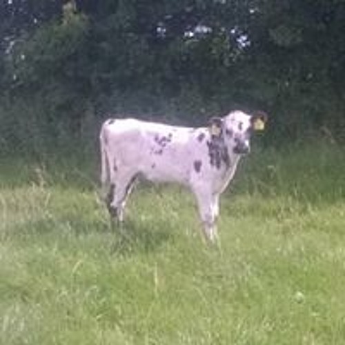 Stream Mark Shilliday music | Listen to songs, albums, playlists for ...