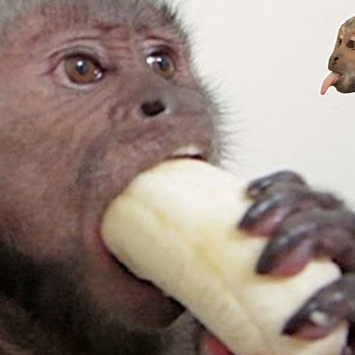 Mentally Retarded Monkey