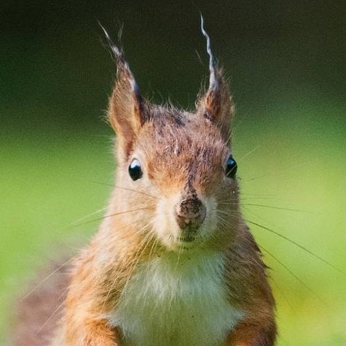 Stream Veverita 863 music | Listen to songs, albums, playlists for free ...