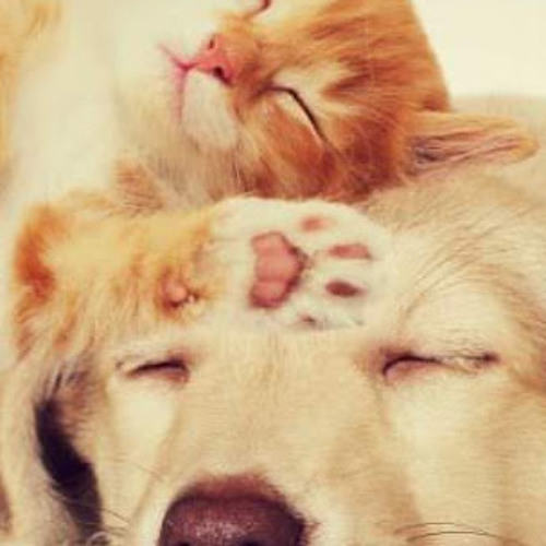 Stream Charlotte Shorter music | Listen to songs, albums, playlists for ...