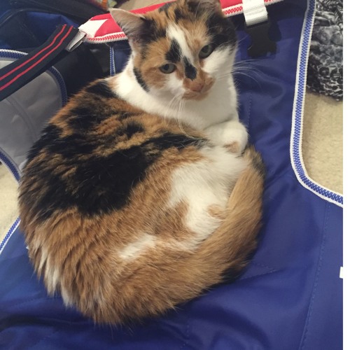 Stream Taylor Shoemake 1 music | Listen to songs, albums, playlists for ...