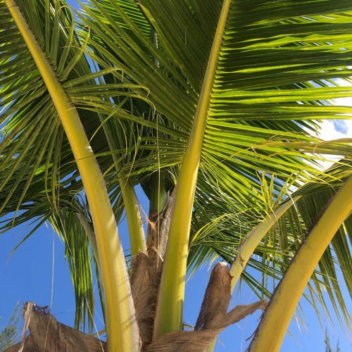 Stream Ginny music | Listen to songs, albums, playlists for free on ...