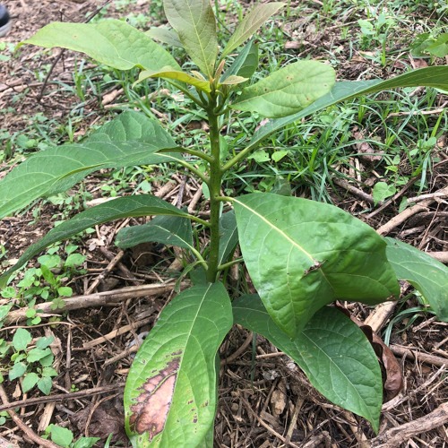 Stream LLauF music | Listen to songs, albums, playlists for free on ...