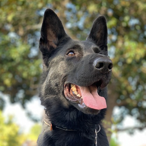 Stream Dan Swett music | Listen to songs, albums, playlists for free on ...