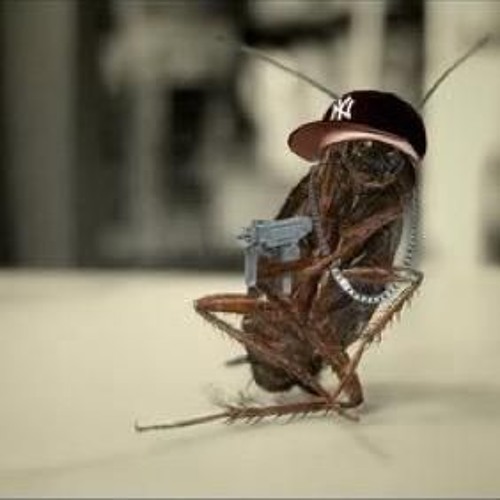 Stream ROACH GANG RECORDS music | Listen to songs, albums, playlists ...