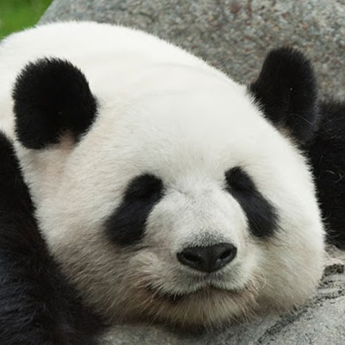 Stream Panda Pepsi music | Listen to songs, albums, playlists for free ...