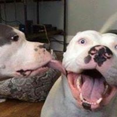 Stream ladybug music | Listen to songs, albums, playlists for free on ...