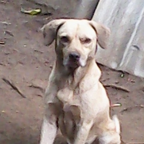 Stream Arthur Ayala music | Listen to songs, albums, playlists for free ...