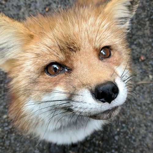 Stream Housepets! Web Comic Audio! Kitsune audition by Zira Fox ...