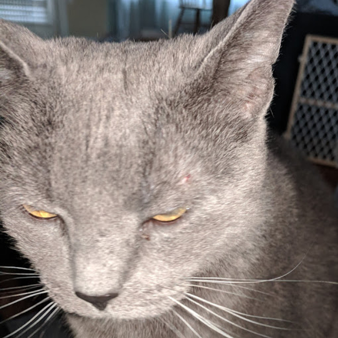 Stream wildblade the player music | Listen to songs, albums, playlists ...