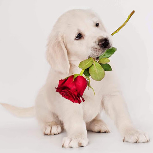 Stream Where legends are made music | Listen to songs, albums ...