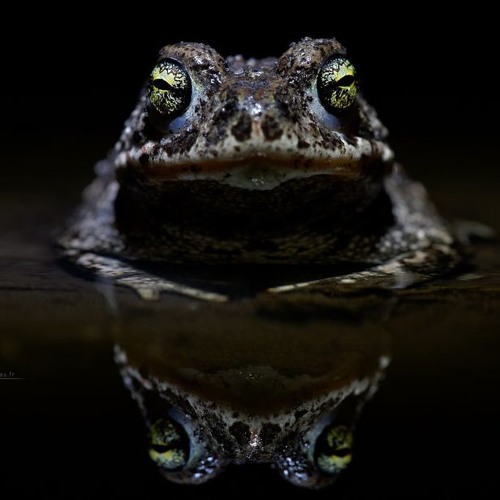 Stream The alpha frog music | Listen to songs, albums, playlists for ...