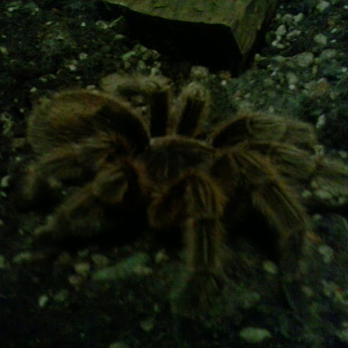 Stream Ruggero Calderoni music | Listen to songs, albums, playlists for ...