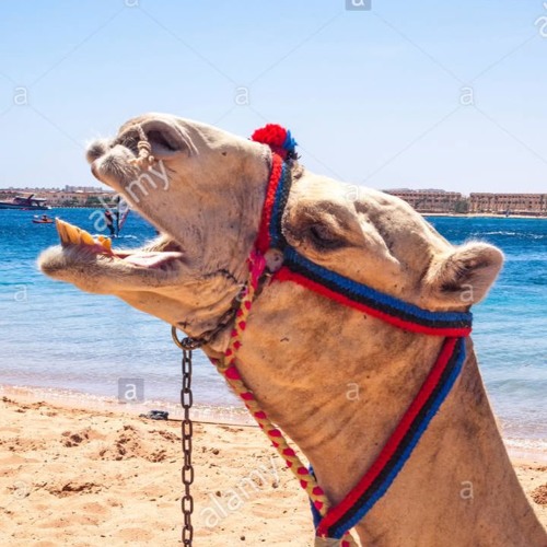 Stream Princess Camel Junkyard music | Listen to songs, albums ...