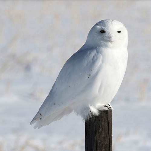 Stream Marie Holes music | Listen to songs, albums, playlists for free ...