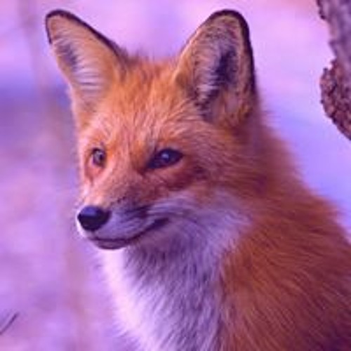 Stream Red Fox music | Listen to songs, albums, playlists for free on ...