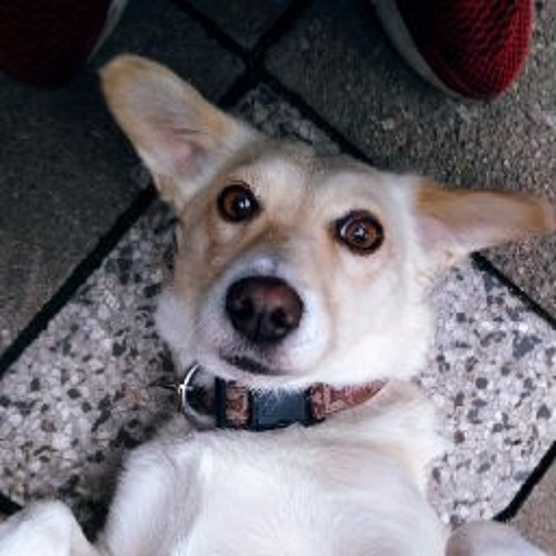 Stream TheFatRat, Slaydit & Anjulie - Stronger [Monstercat Release].m4a ...