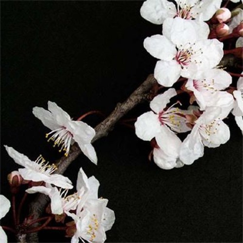 Stream Apollo music | Listen to songs, albums, playlists for free on ...