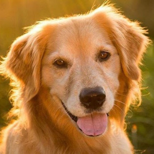 Stream Gabrielle Donaldson élève music | Listen to songs, albums ...