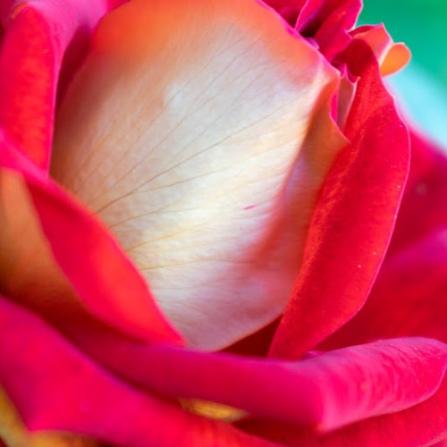 Stream ZION OX music | Listen to songs, albums, playlists for free on ...