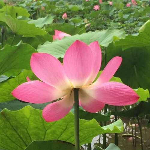 Stream Hyun Chung Kim music | Listen to songs, albums, playlists for ...