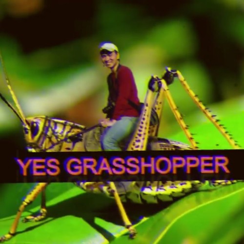Stream Yes Grasshopper music | Listen to songs, albums, playlists for ...