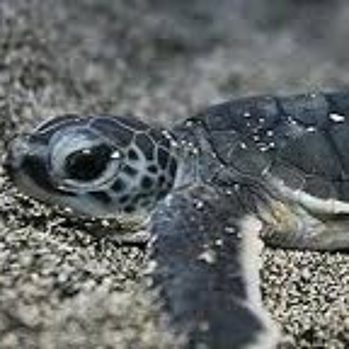 Stream CASEY CULP (Student) music | Listen to songs, albums, playlists ...