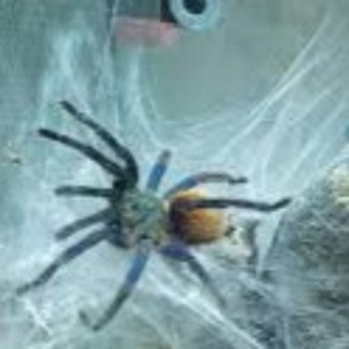 Stream Elsa Armengou music | Listen to songs, albums, playlists for ...