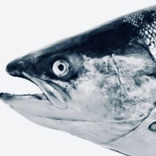 Stream Boring Fish music | Listen to songs, albums, playlists for free ...