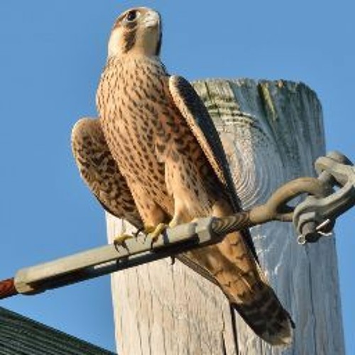 Stream Drawing Creator music | Listen to songs, albums, playlists for ...