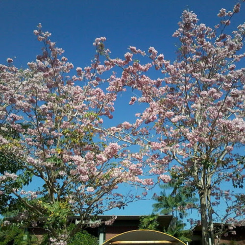 Stream Victor Rodrigues | Listen to Simple Past: Verbos regulares e ...