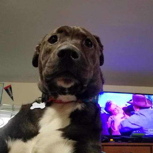 Stream random dog picture music | Listen to songs, albums, playlists ...