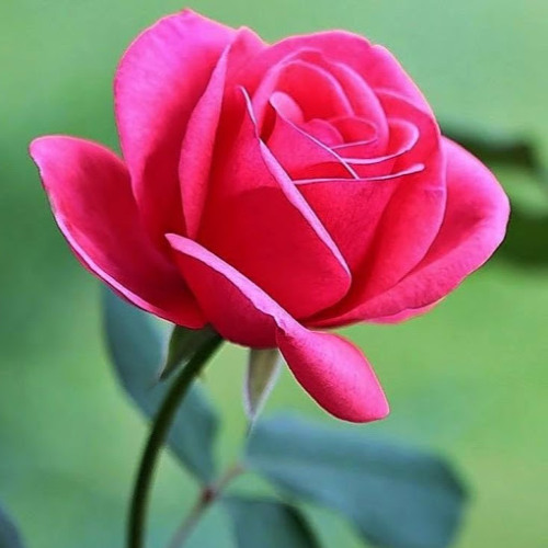 Stream Marwa Makram Attia music | Listen to songs, albums, playlists for free on SoundCloud