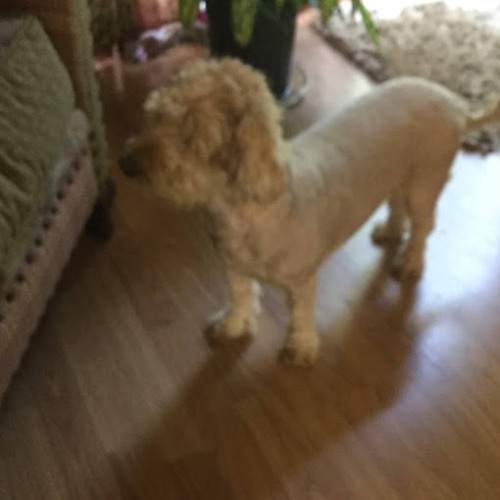 Stream IMG 1438.M by Pokediger1 | Listen online for free on SoundCloud