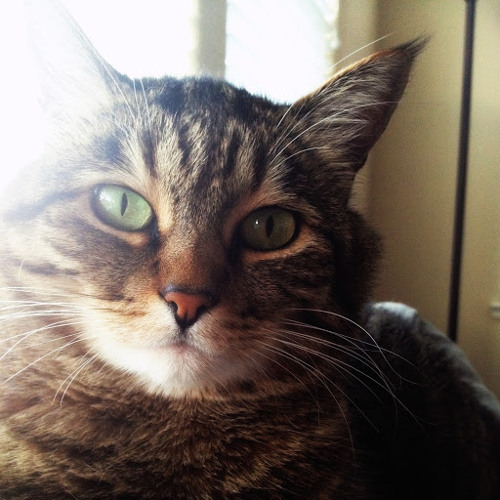 Stream Amy Gruss music | Listen to songs, albums, playlists for free on ...