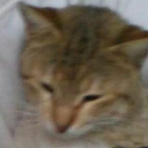 Stream Bread Boyo music | Listen to songs, albums, playlists for free ...