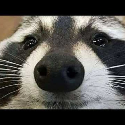 Stream Call Me Raccoon music | Listen to songs, albums, playlists for ...