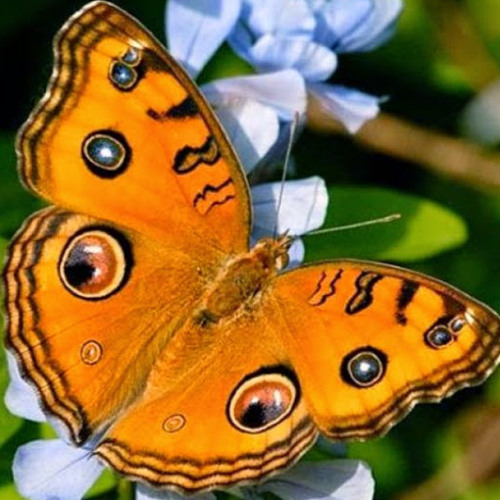 Stream Janeth Trejo Ruales music | Listen to songs, albums, playlists ...