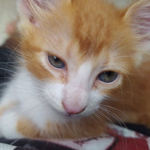 Stream Y2mate.com - 16 - Bit Wave • Super Nintendo & Sega Genesis ...