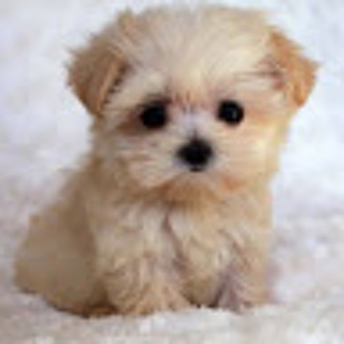 Stream Karen Slayer For life music | Listen to songs, albums, playlists ...