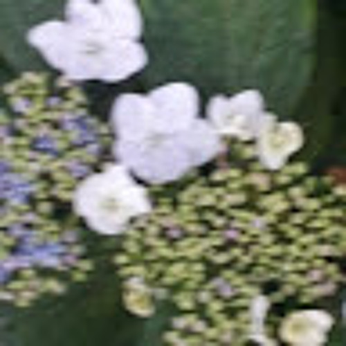 Stream The boys RSA music | Listen to songs, albums, playlists for free ...