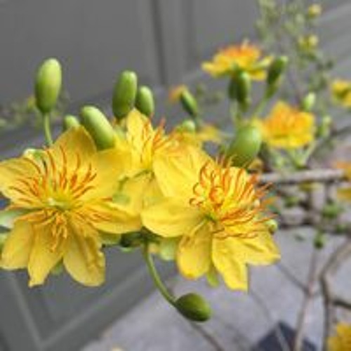 Stream cay dan bo quen 4.mp3 by Phil | Listen online for free on SoundCloud