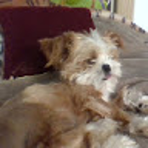 Stream Abraham Nunez-Manzo music | Listen to songs, albums, playlists ...