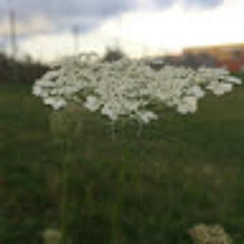 Stream Dylan Wang Aguinaldo music | Listen to songs, albums, playlists ...